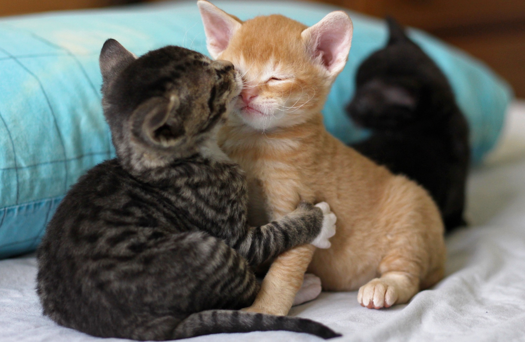 Foto's van raskatten en kittens bij German Rex cattery Irusan in Diemen