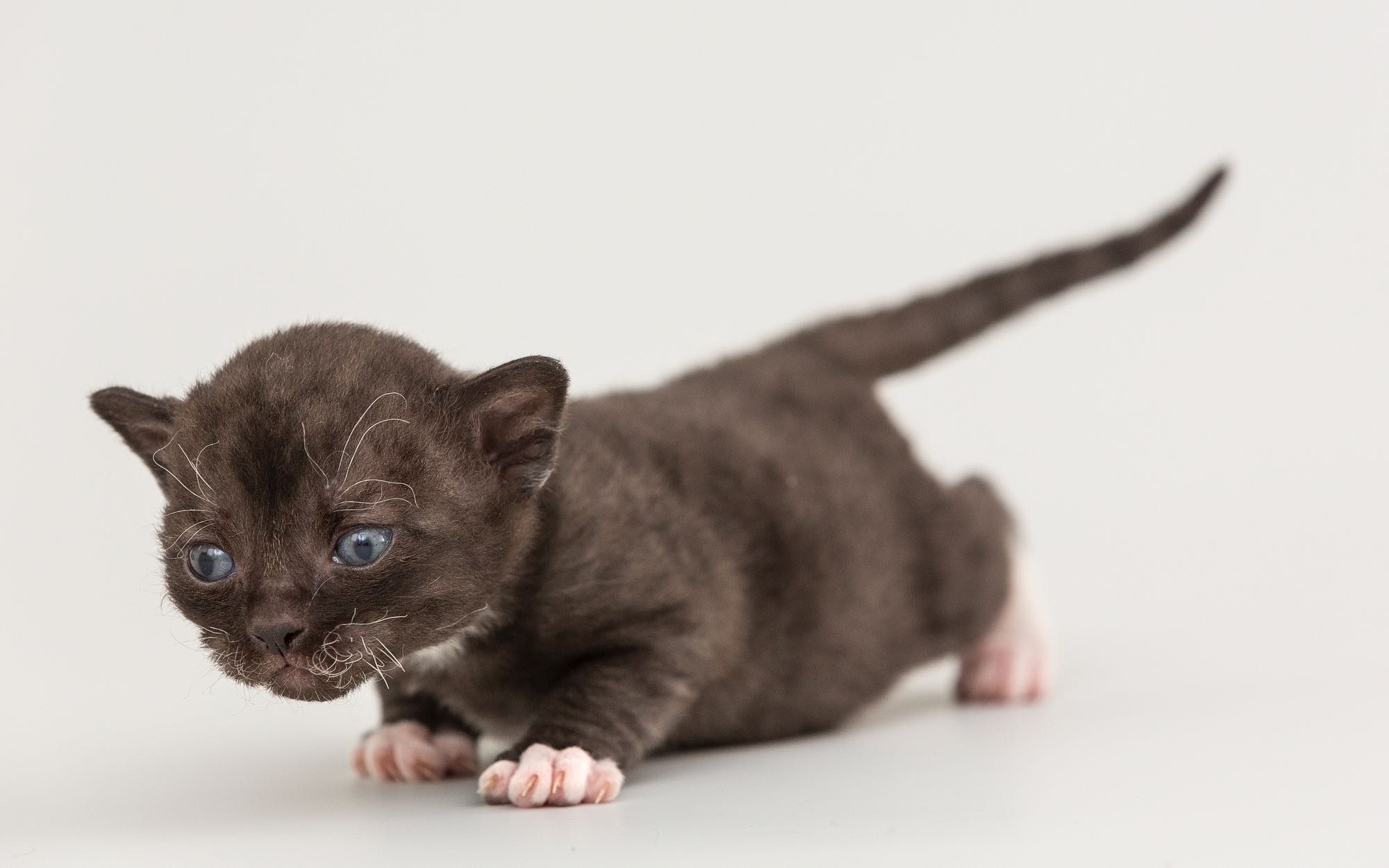 Foto's van raskatten en kittens bij German Rex cattery Irusan in Diemen