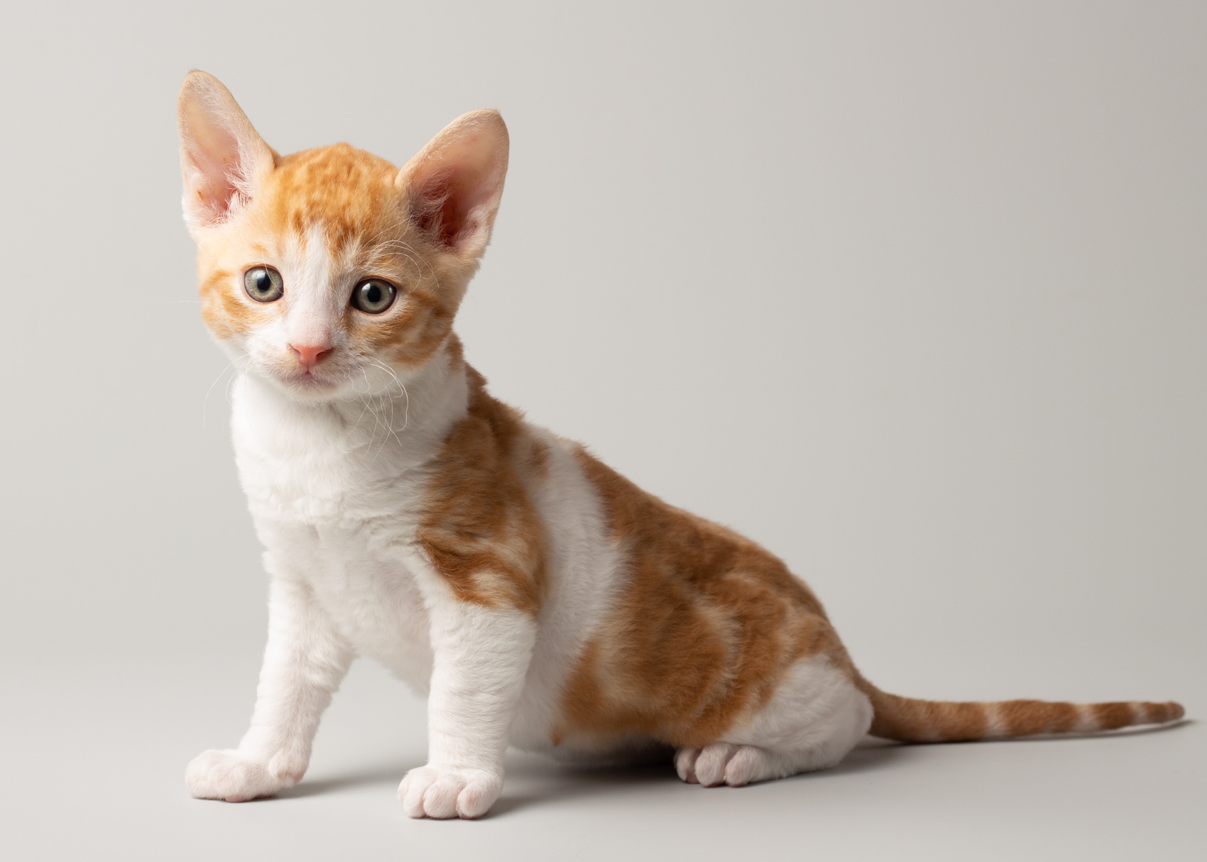 Foto's van raskatten en kittens bij German Rex cattery Irusan in Diemen