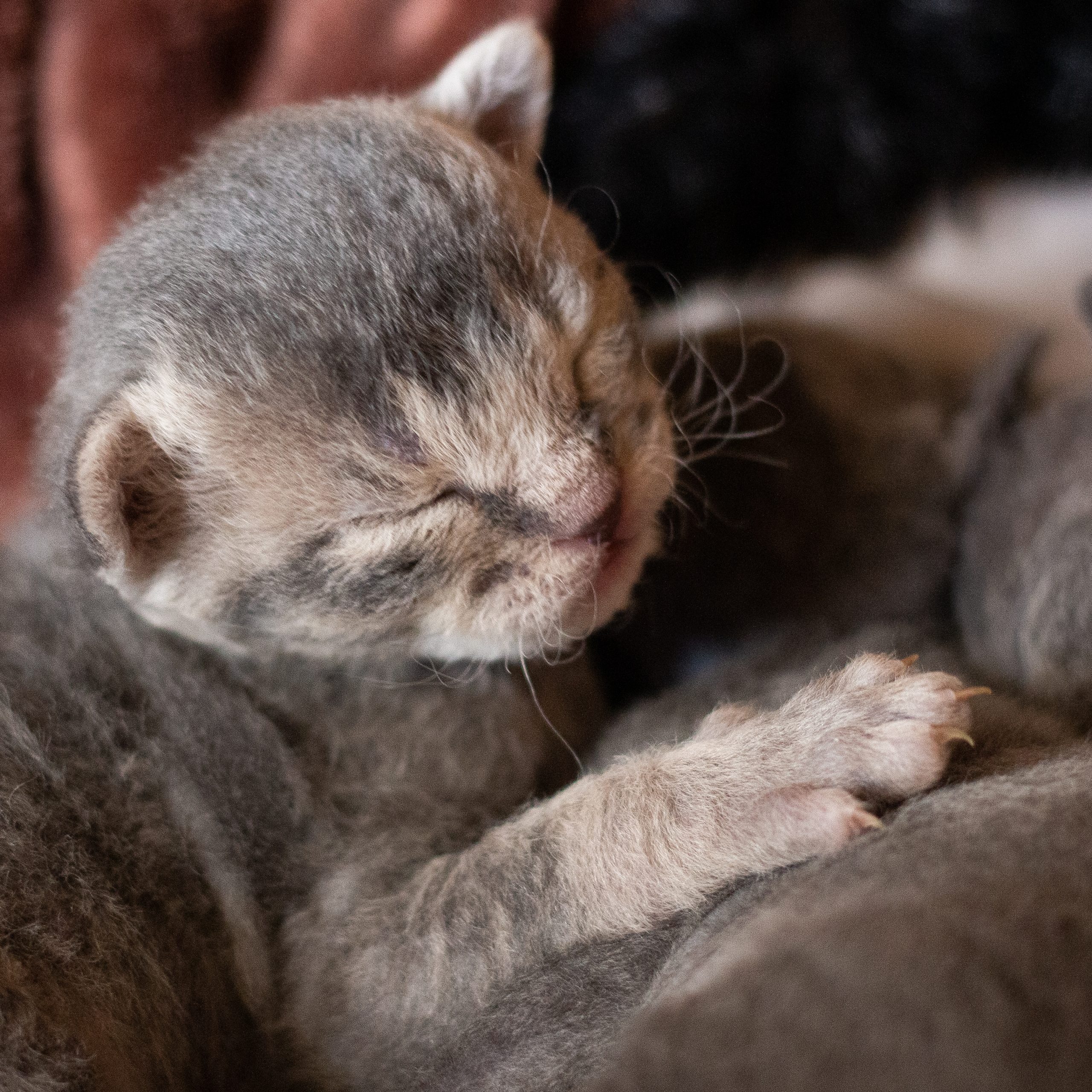 Foto's van raskatten en kittens bij German Rex cattery Irusan in Diemen