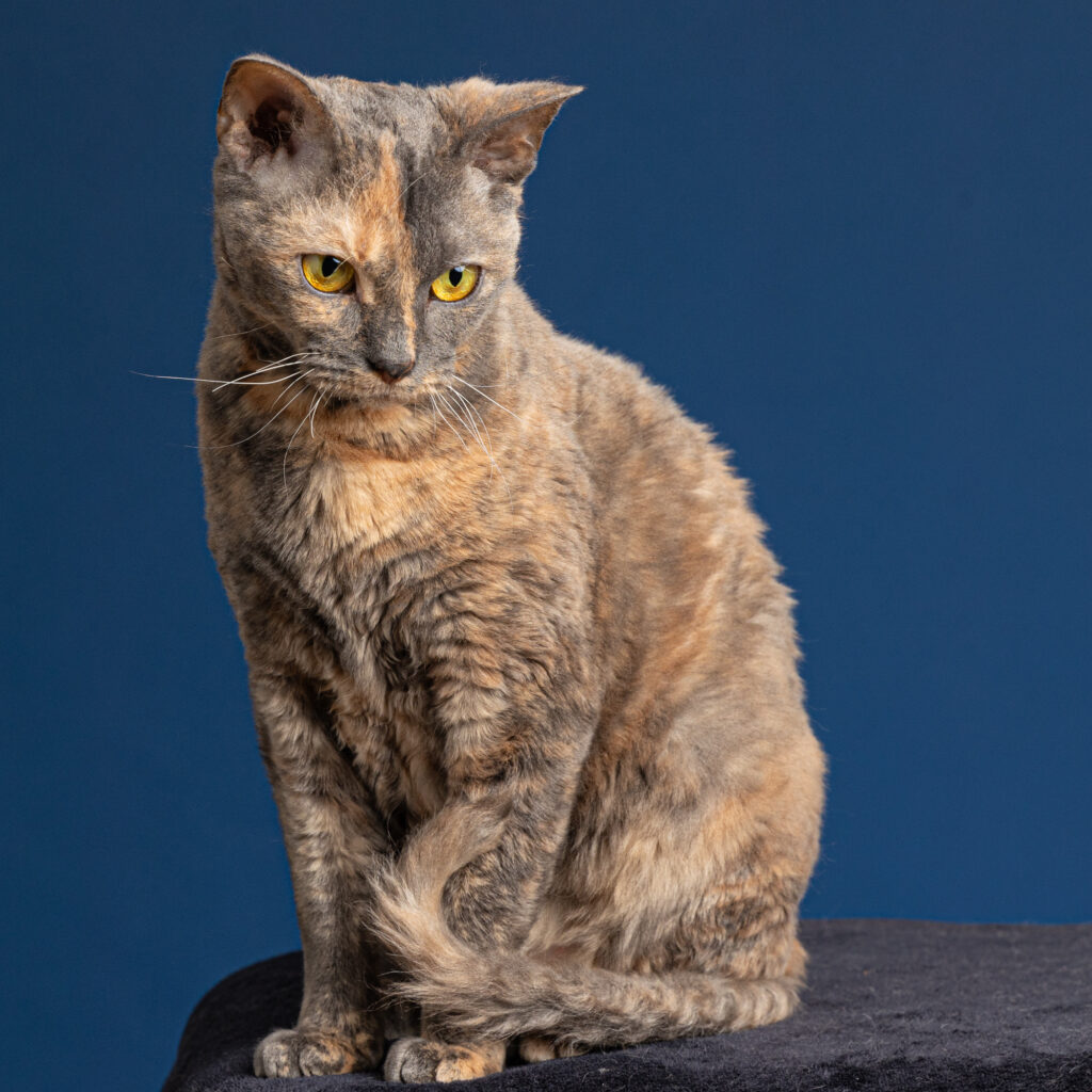 Onze German Rex katten - Cattery Irusan